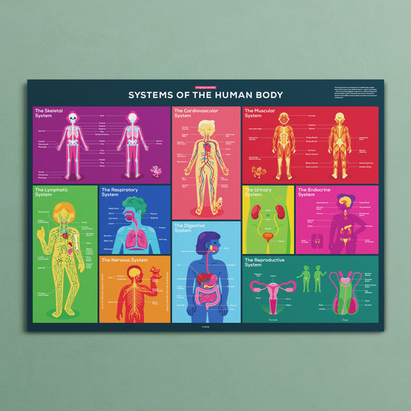 Human Body Infographic Poster – Carefully Researched – the kurzgesagt shop